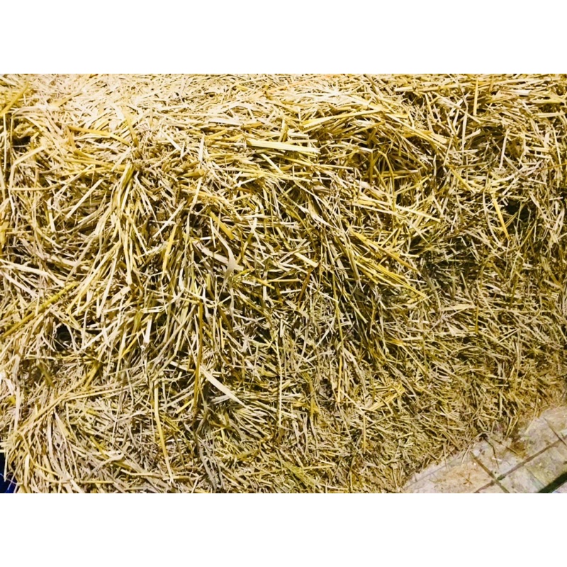 Dried rice straw for mulching, planting trees, composting and ...