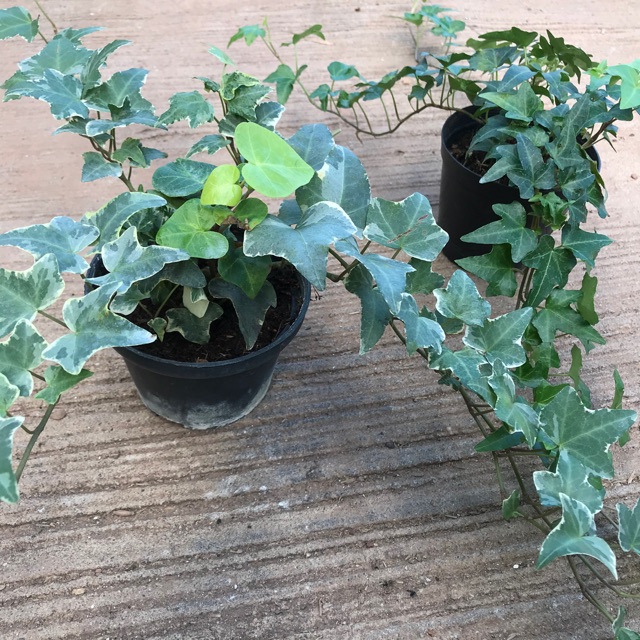 ไอวี่เลื้อยด่าง Hedera helix L. cv. Giacier [ด่าง/เขียว] ไม้เลื้อย/ฟอก ...