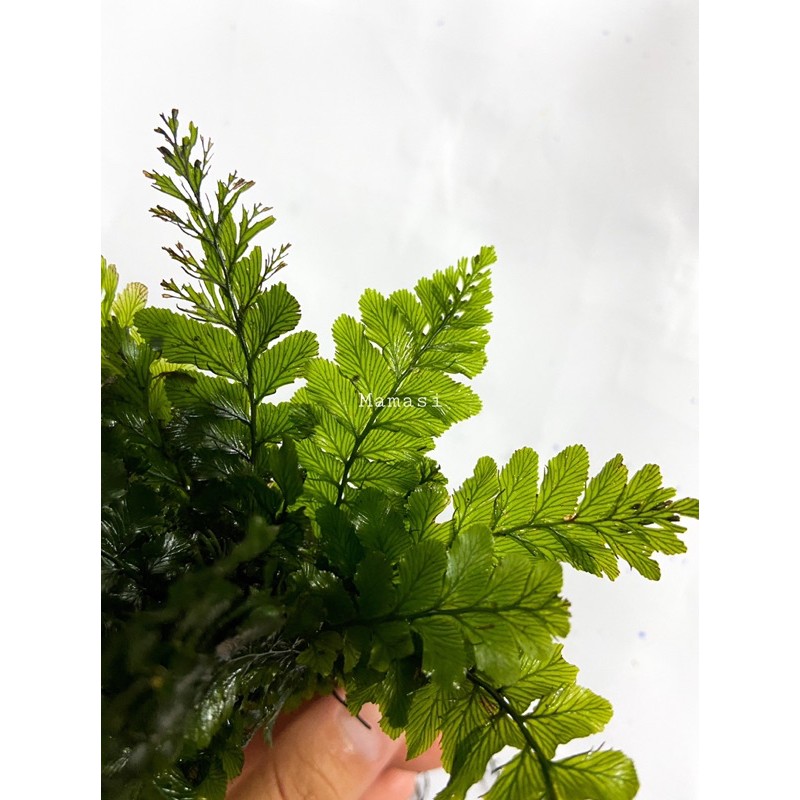 ‘Aqua fern’ or ‘Borneo fern’ | Shopee Thailand