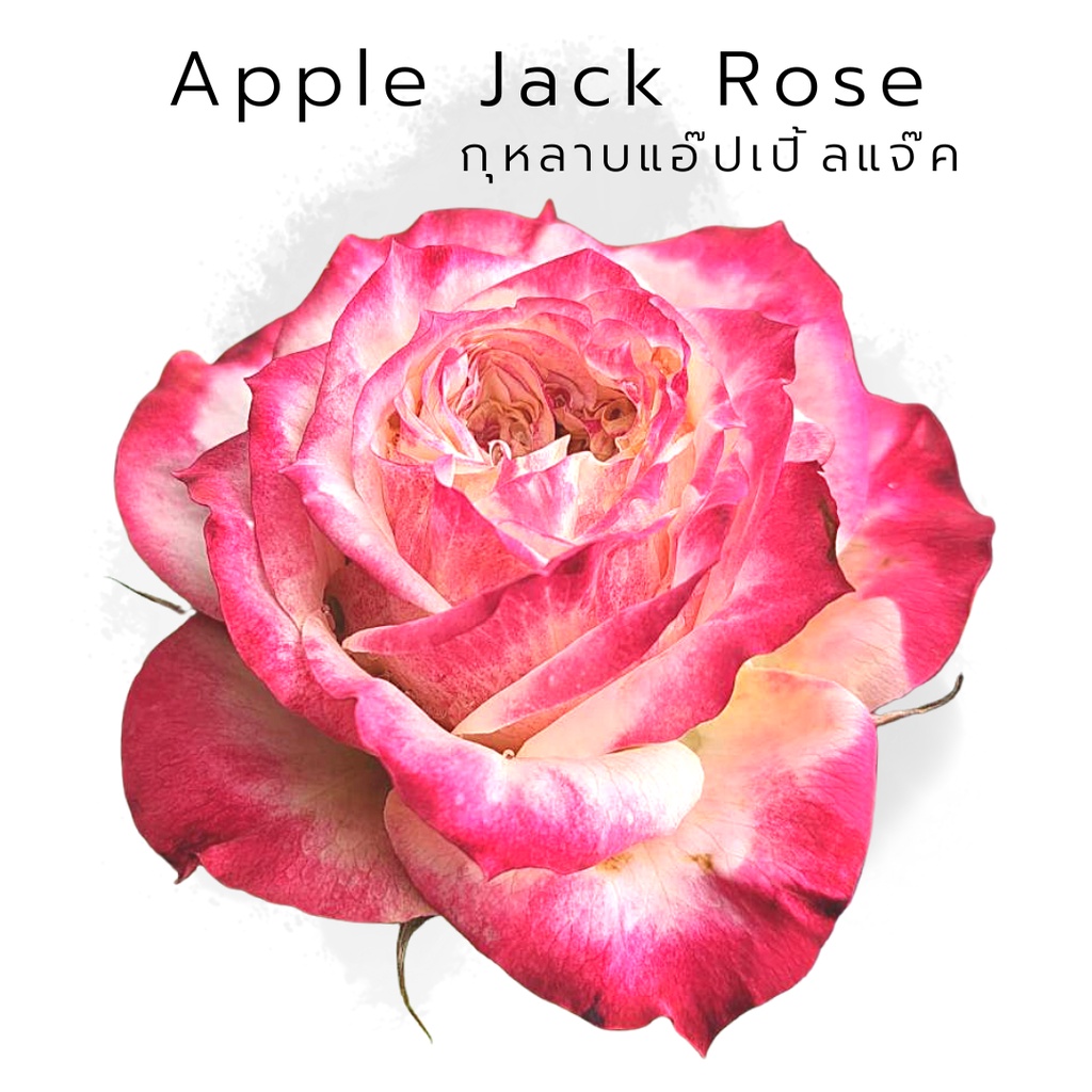 R32 Apple Jack Rose กุหลาบ แอปเปิ้ลแจ๊ค งานถุงขาว | Shopee Thailand