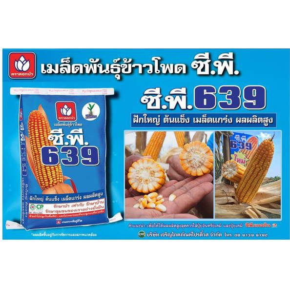 เมล็ดพันธุ์ข้าวโพดเลี้ยงสัตว์ CP639 ขนาด 5kg. | Shopee Thailand