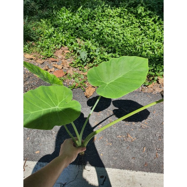 ต้นบอนทูนหรือบอนคูณใบใหญ่ๆ | Shopee Thailand