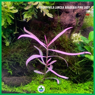 [APC] Hygrophila lancea araguaia pink lady (ไฮโกรไช - Hygro sp chai ...