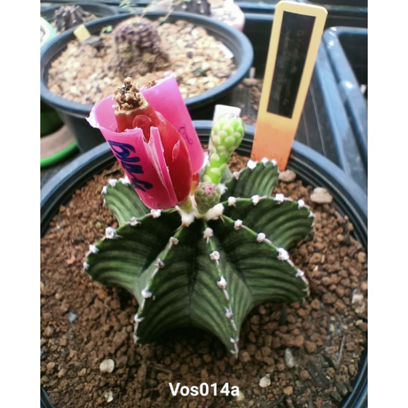 เมล็ด Vos014a แท้ ผสมยิมโนเขียว | Shopee Thailand