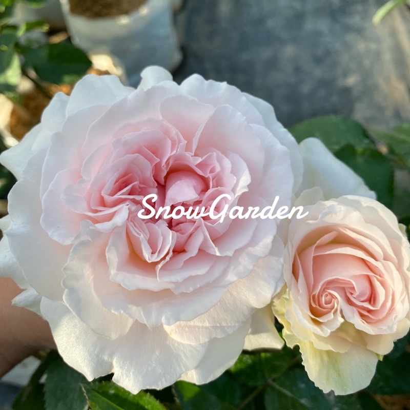 กุหลาบ🌹 Miranda rose (ติดดอก) มิรันด้า หอกใหญ่ หอม ดอกดก เลี้ยงง่าย ...