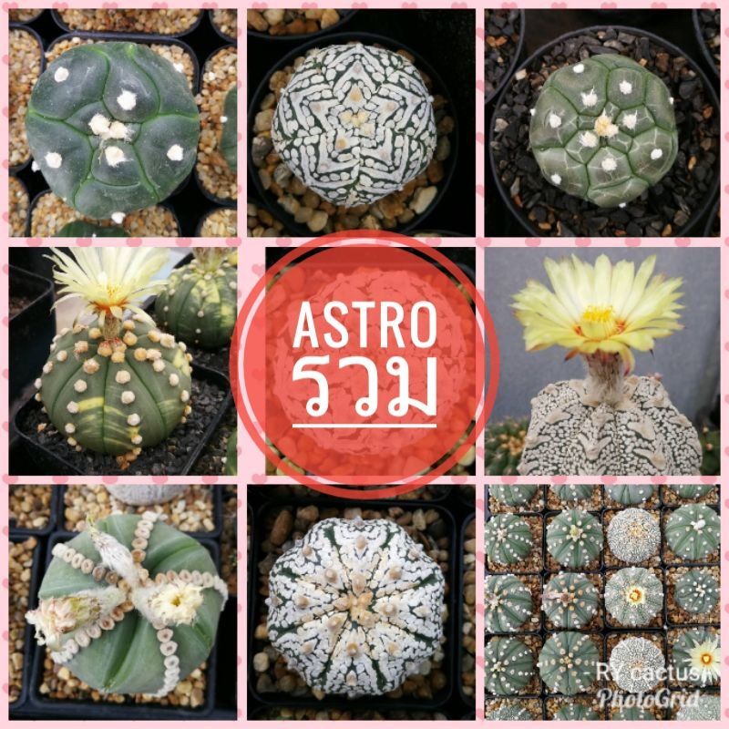 ##คุ้มสุดๆ 200 เม็ด 100 บาท##แอสโตรรวม Astro Mix เมล็ดไม่ถึงบาท ...