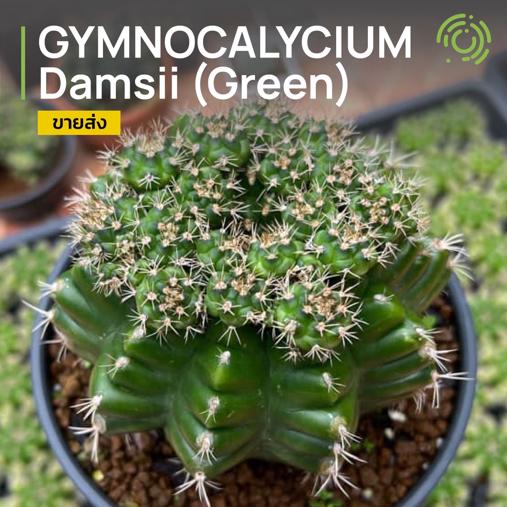 (ขายส่ง) Gymnocalycium Damsii สีเขียว | Shopee Thailand
