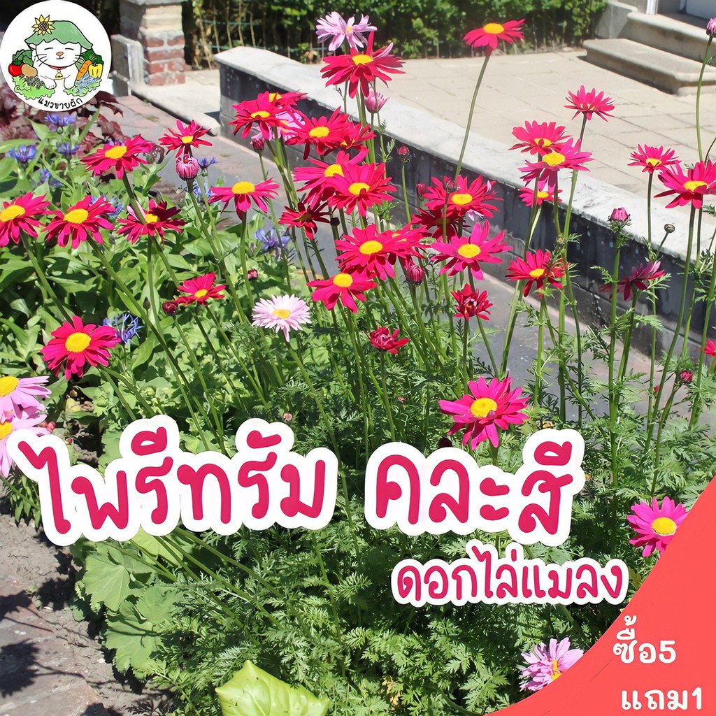 เมล็ดพันธุ์ ไพรีทรัม คละสี 50 เมล็ด ดอกไม้ไล่แมลง Mixed Pyrethrum ...