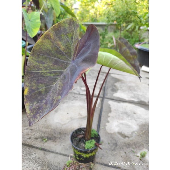 Colocasia|Black runner|แบล็คเมจิกกลาย|Colocasia aloha อโลฮ่า|ฮาวายเอี้ย ...