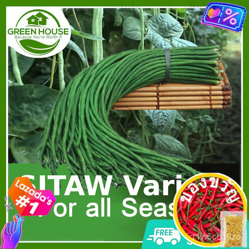 [เรือนกระจก] ปลูกผักพืชSitawเมล็ด (25เมล็ด) ปุ๋ยฟรีและคำแนะนำในการปลูก ...