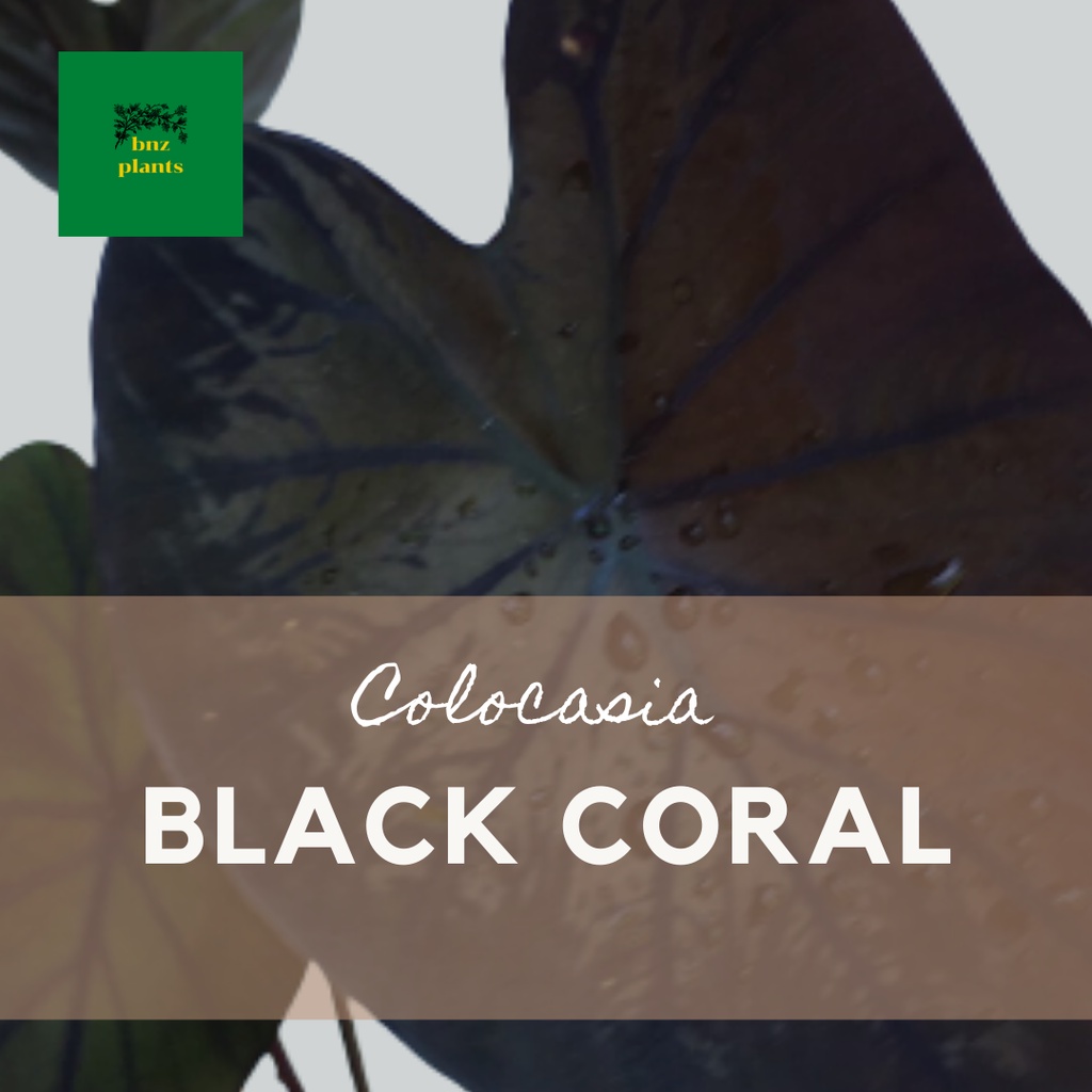 บอนดำ แบล็คโคเรล/colocasia black coral | Shopee Thailand