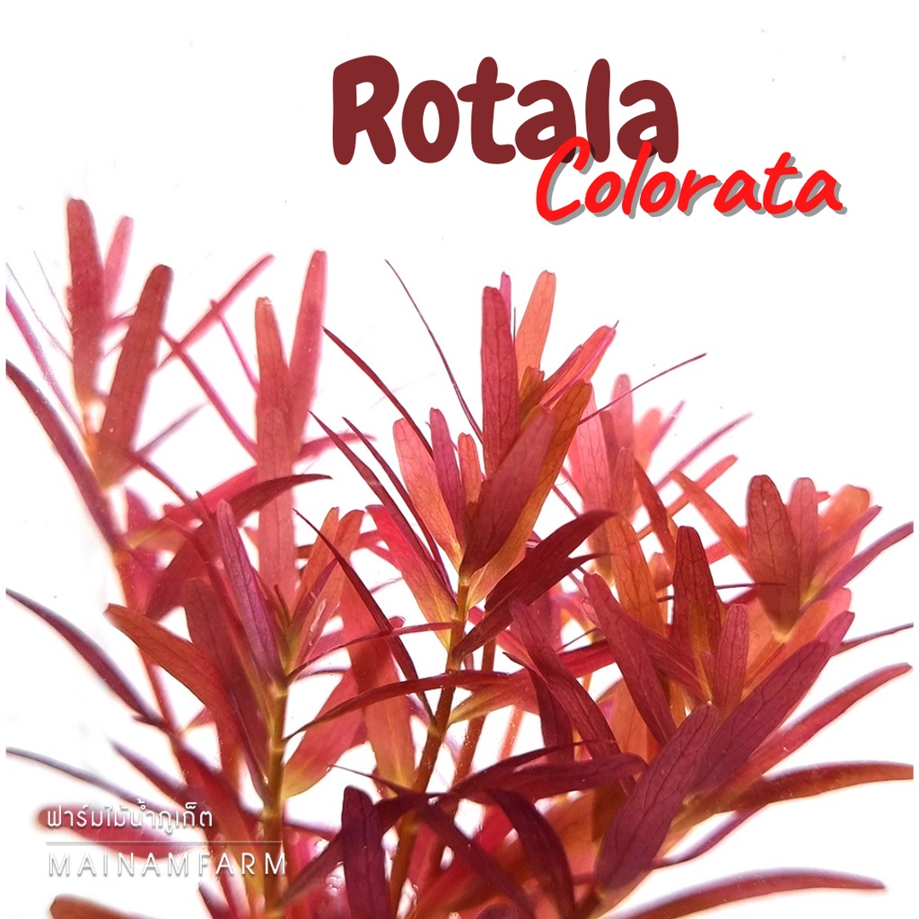 โรทาล่า โคโลราต้า แดง Rotala Colorata ต้นไม้น้ำ | Shopee Thailand