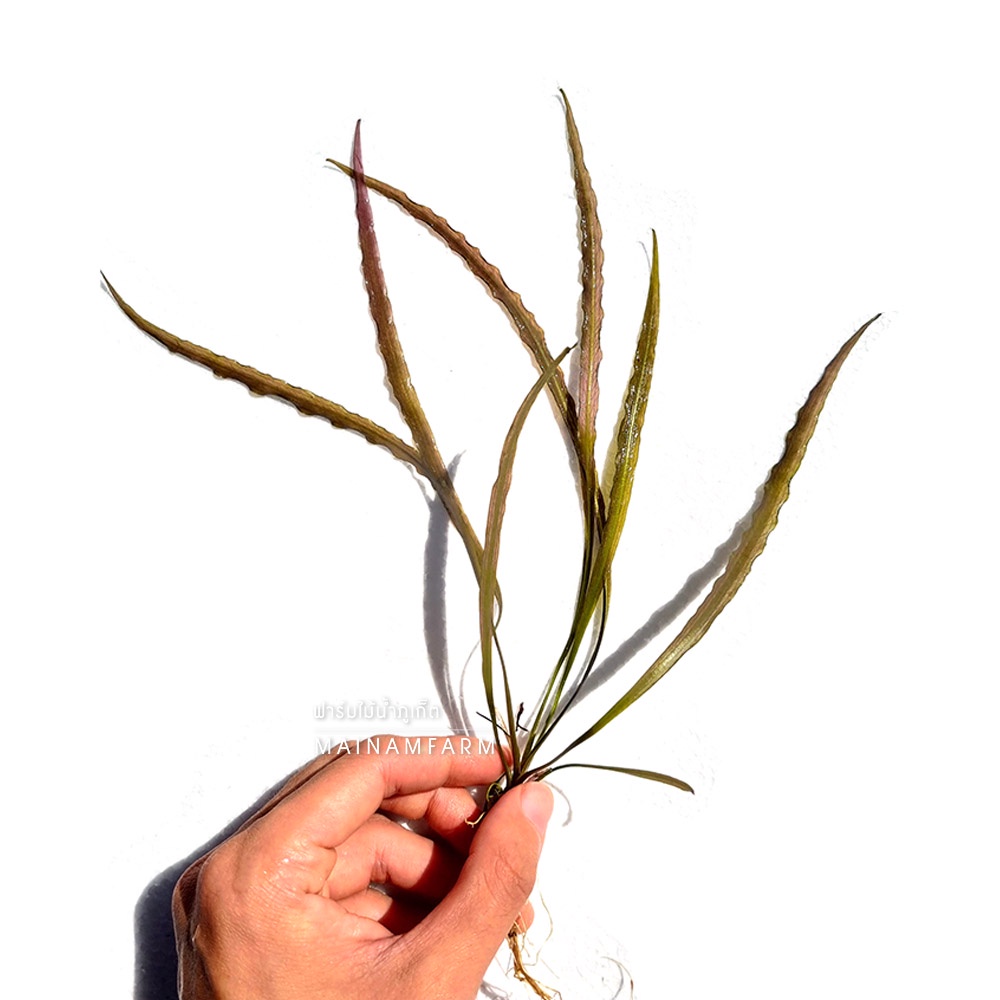 ชบาน้ำไทย - Aponogeton sp. ต้นไม้น้ำ | Shopee Thailand