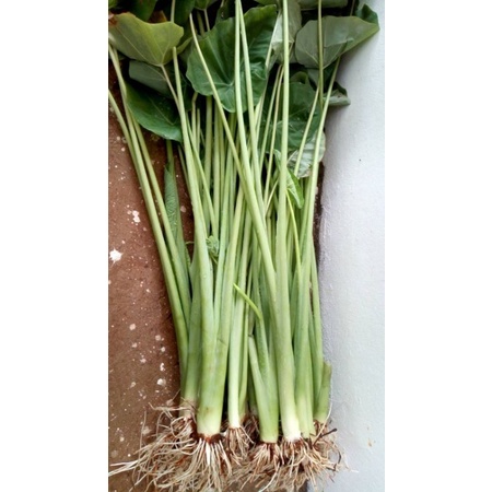 ต้นออดิบ คูน ทูน สำหรับปลูก | Shopee Thailand