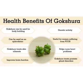 #GOKHARU POWDER Gokhuru, Gokaru, Gokshura โคกกระสุนผง / หนามกระสุนผง ...