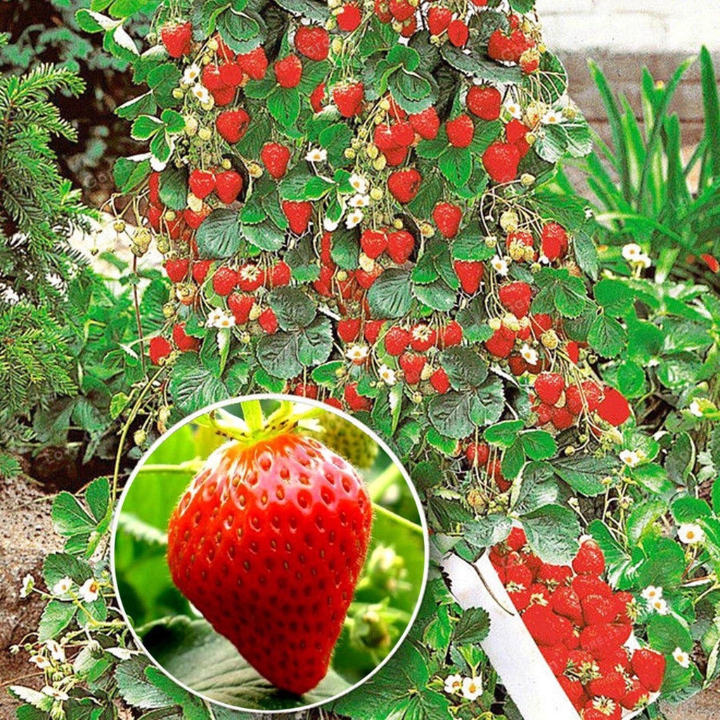 1000เมล็ดสตอเบอรี่ Strawberry Seeds Ivy Climbing Strawberries ...