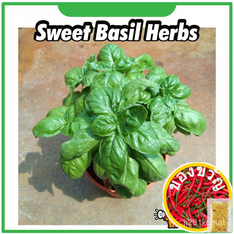 BP Sweet Basil Plant Herbs 】Real Live Plant / Pokok Herba Sweet Basil ...