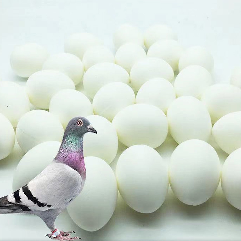 ไข่ปลอม Dummy ไข่สําหรับ Pigeon พลาสติกไข่ที่เป็นของแข็งจําลองไข่นกปลอม ...