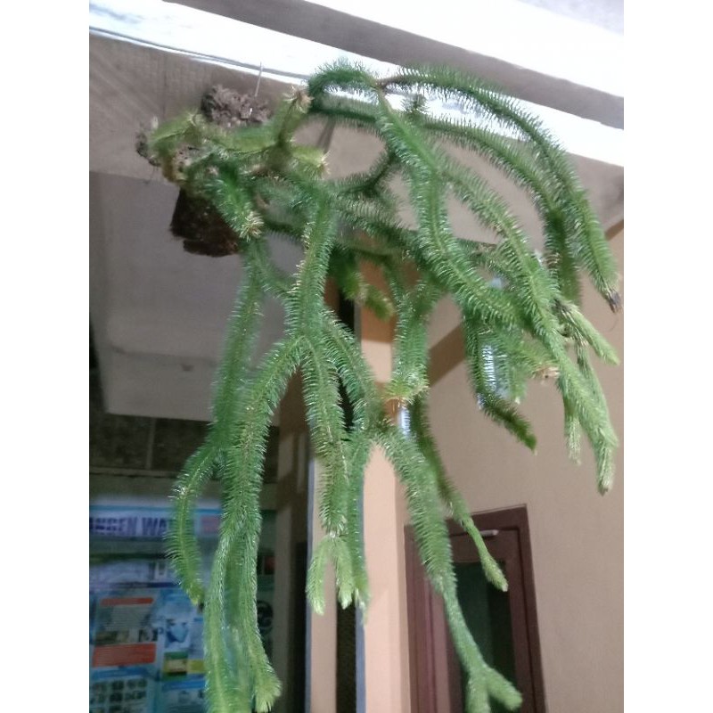 คัมเพย์หางลิงหายากที่ดีที่สุด | Shopee Thailand