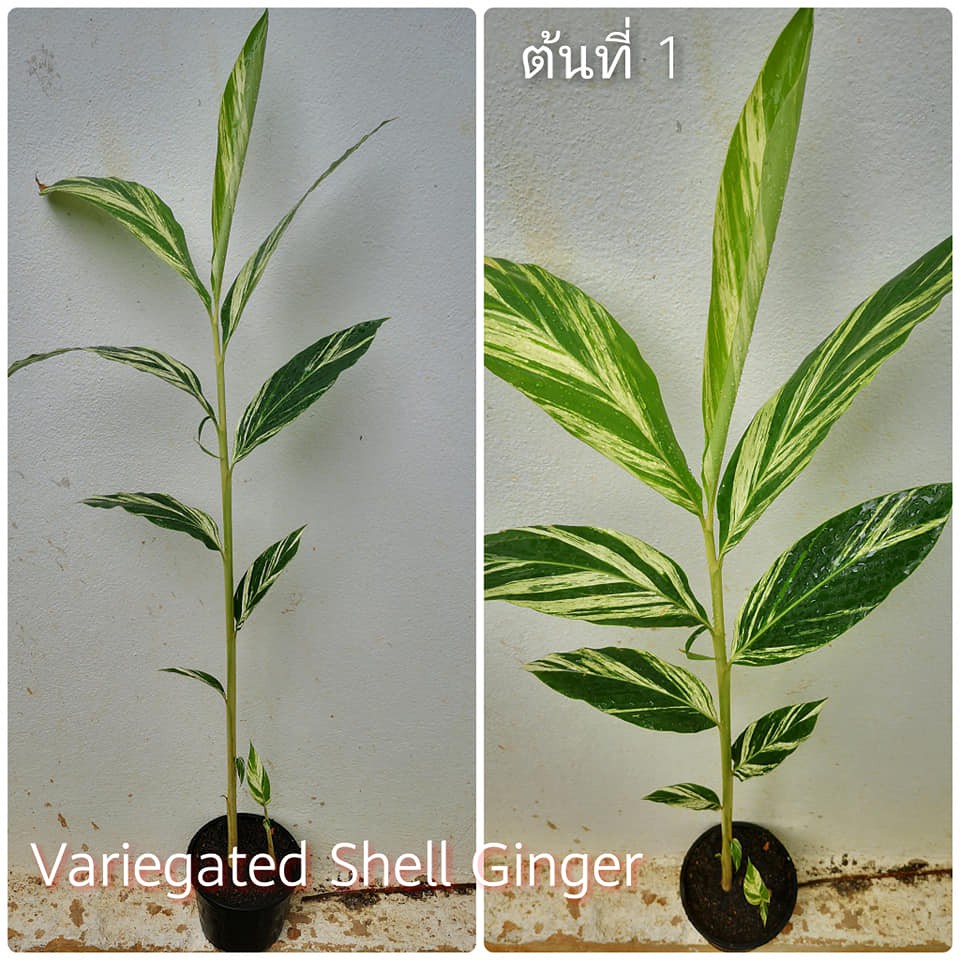 Variegated Shell Ginger ต้นข่าด่าง | Shopee Thailand