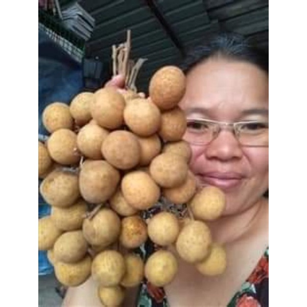 ลำใยอีดอ ขายต้นกล้า ขนาดราว30 40 เซ็น ต้นละ50บาท Shopee Thailand
