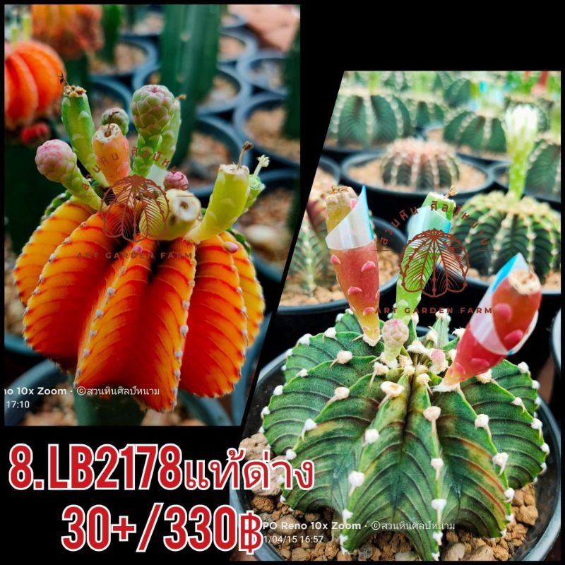 เมล็ดLB2178 (8.LB2178 แท้ด่าง) | Shopee Thailand