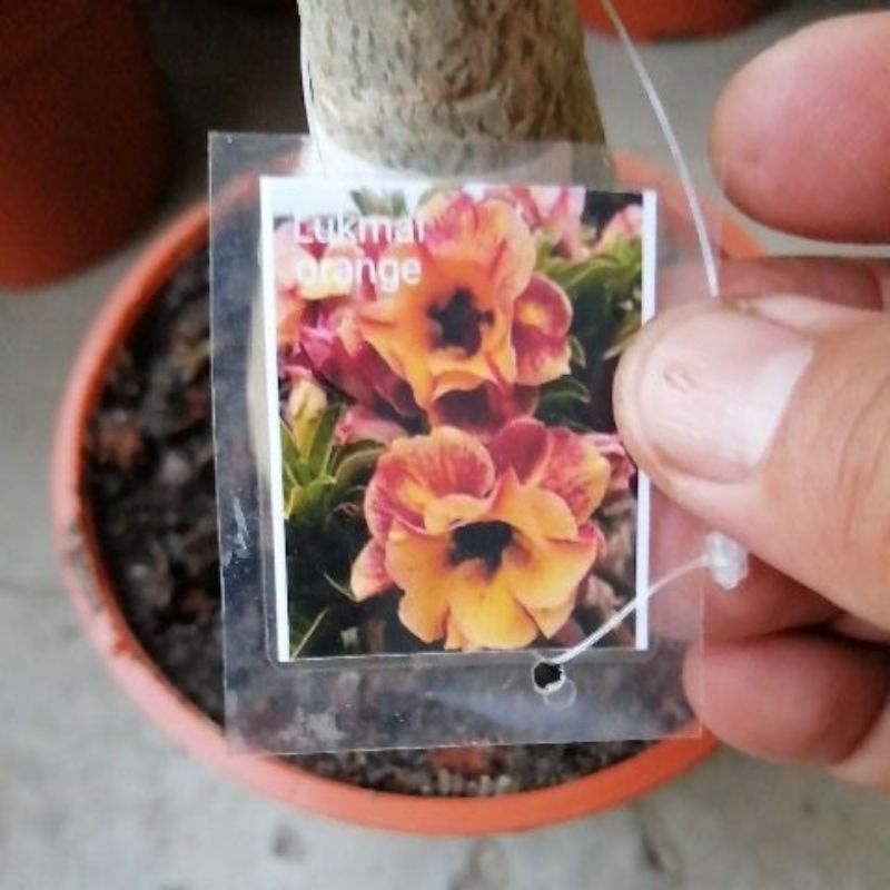 Enium Plant ที่จะเข้ามา (โฮมโฮมโฮม //// โฮมเบบี้ (หน้าแรก> สินค้า> บ้าน>> บ้าน> ผลิตภัณฑ์> บ้าน ...