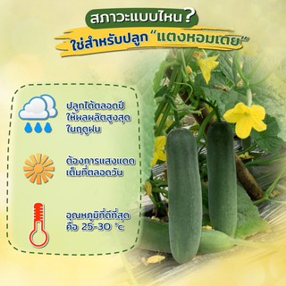 แตงกวา หอมเตย อะโรมาติก(Aromatic Cucumber) 15 เมล็ด แตงใบเตย หอมใบเตย ...