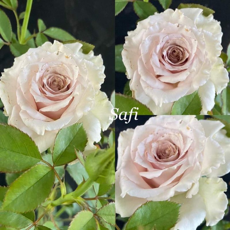 กุหลาบ ซาฟิ (safi rose) | Shopee Thailand