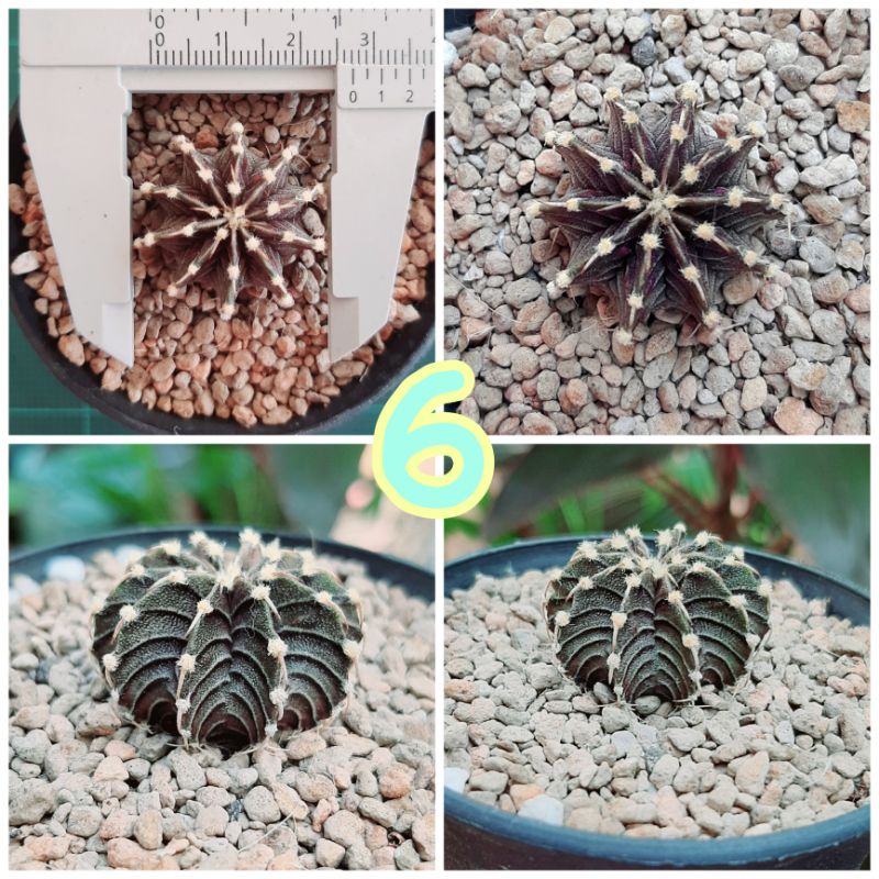 ยิมโน LB2178 & VOS014a แท้สวยๆ ไม้เมล็ด | Shopee Thailand