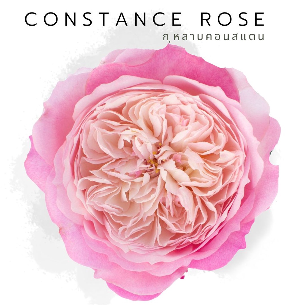 R6 Constance Rose กุหลาบ คอนสแตน หอมแรงกลิ่นผลไม้ ทรงพุ่ม ออกดอกเป็นพวง ทรงถ้วยเปลี่ยนสีตามฤดู ...
