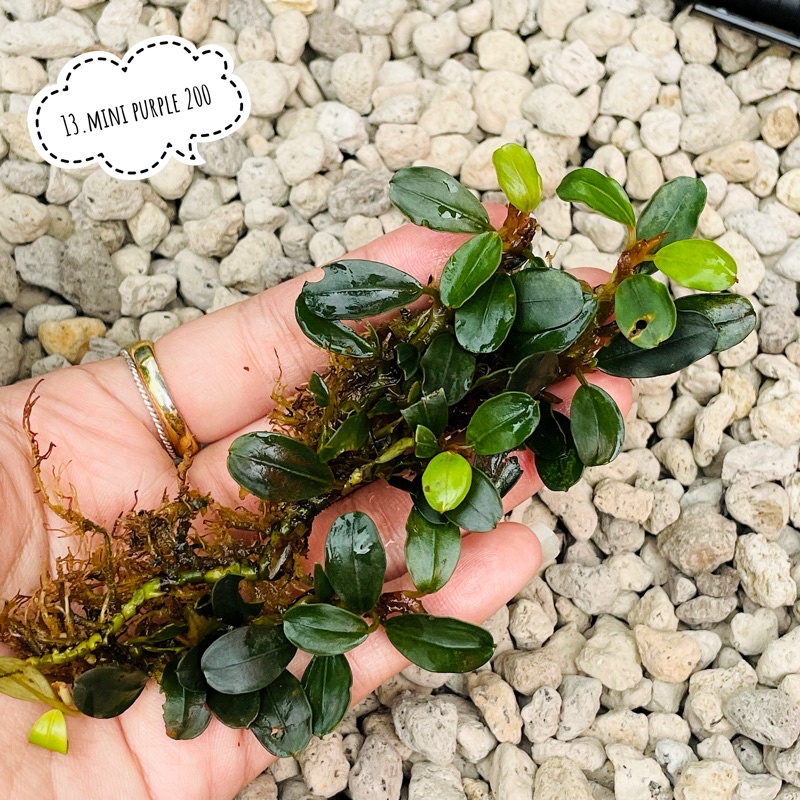 bucephalandra mini purple ต้นไม้น้ำ bucep buce | Shopee Thailand