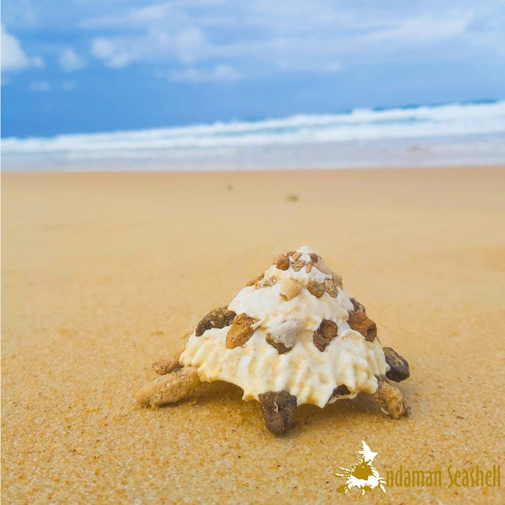 Andaman seashell เปลือกหอยแต่งตัวหิน (Xenophora granulosa) | Shopee ...