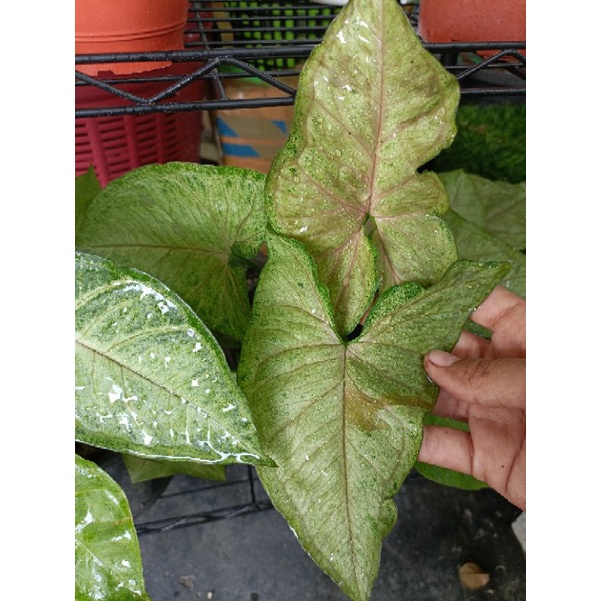 syngonium matcha sprinkle variegated ออมนาคมัทฉะ ไม้สะสม | Shopee Thailand