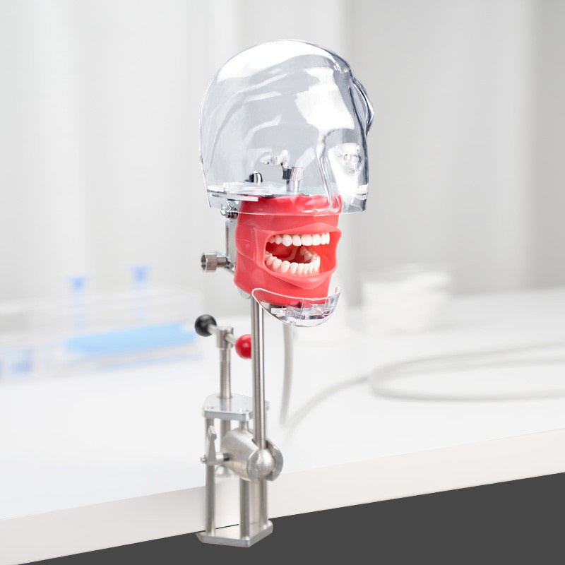 Ready Stock Dental Phantom Head Model with bench mount fo Teeth Model ...