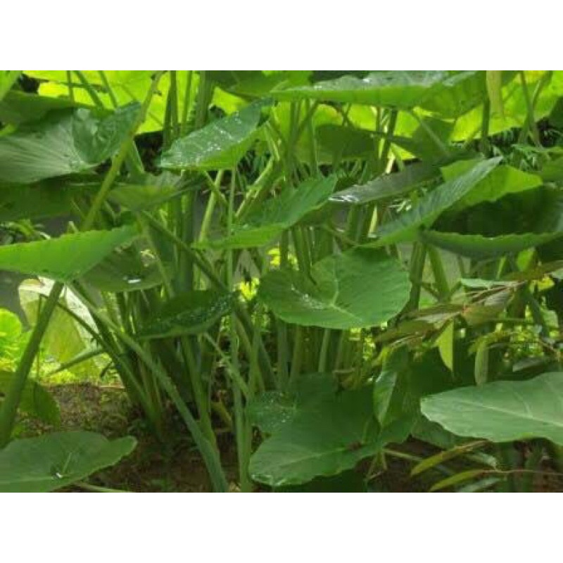 ต้นตูน ต้นคูน ต้นทูน ออดิบ อ้อดิบ เอาะดิบ ออกดิบ พร้อมปลูก ส่งทั้งต้นใน ...