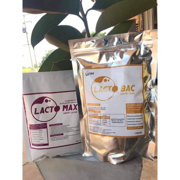 Lacto bac 1kg.(แลคโตแบค) | Shopee Thailand