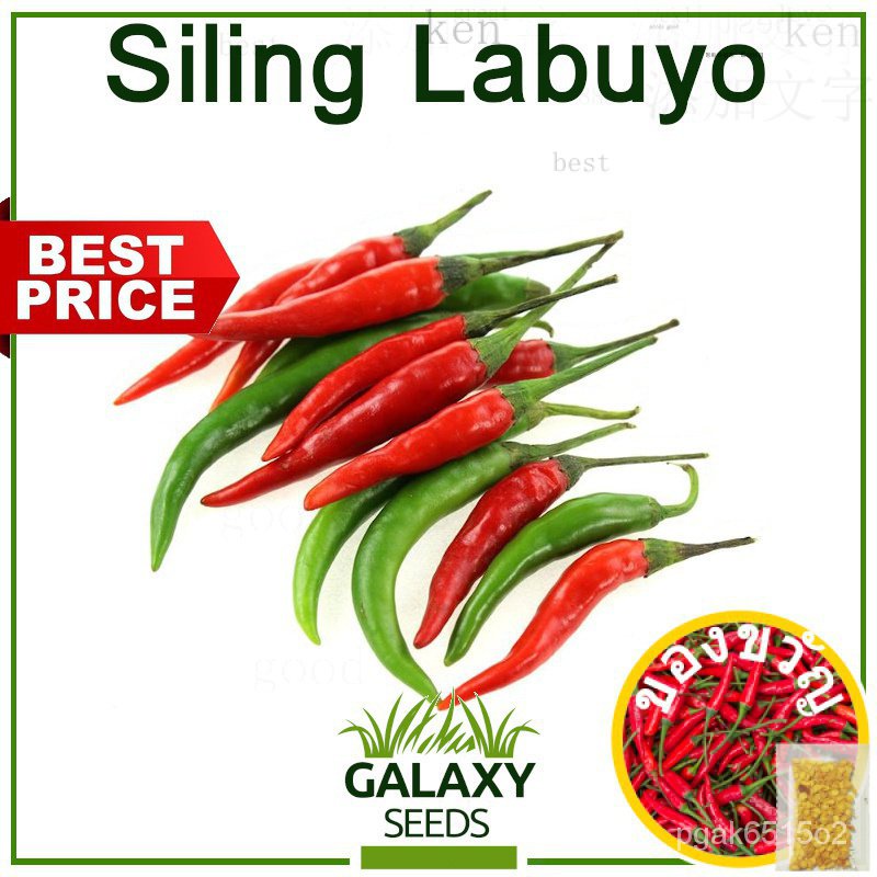 [Galaxy Seeds] Siling Labuyo Seeds for Planting Vegetable Plants ( /-60 ...