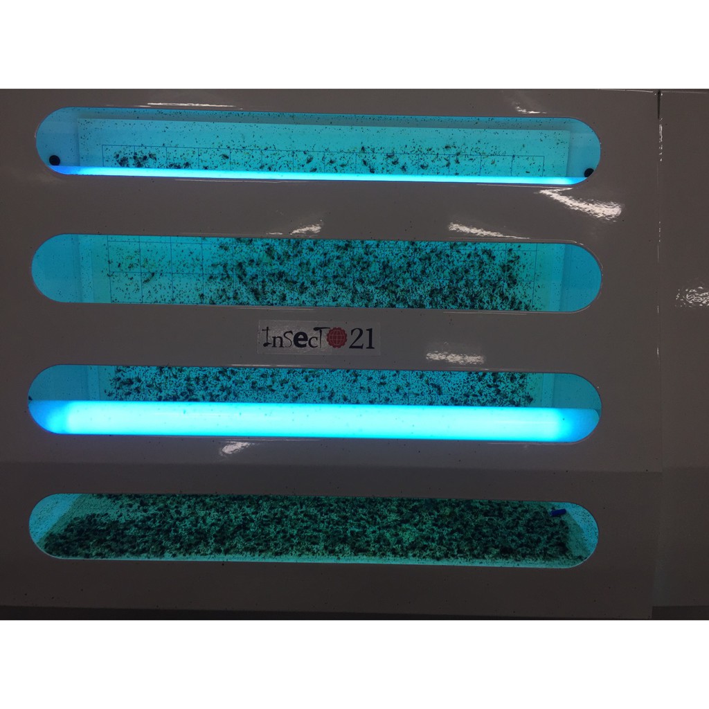 หลอดไฟล่อแมลง แบล็คไลท์ PHILIPS ACTINIC BLACKLIGHT BL TL-D 15W/10 G13 ...