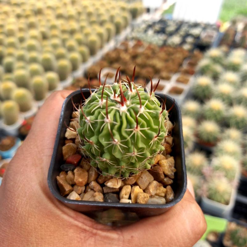 (ลดเพิ่ม 50% สูงสุด 100 ใส่โค้ด INCLV33) คลื่นสมอง /แคคตัส/ไม้ทนแล้ง/เป็นไม้เพราะเมล็ด/ส่งพร้อม ...