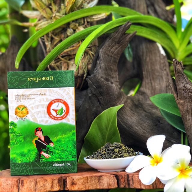 ชาเขียว ออร์แกนิก Green Tea Phongsaly 400 year old Tea Tree | Shopee ...
