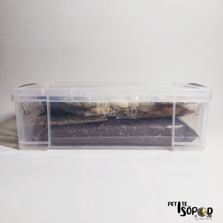 ชุดพร้อมเลี้ยงไอโซพอด (กล่องกลาง) Isopod Box Set (Medium) | Shopee Thailand