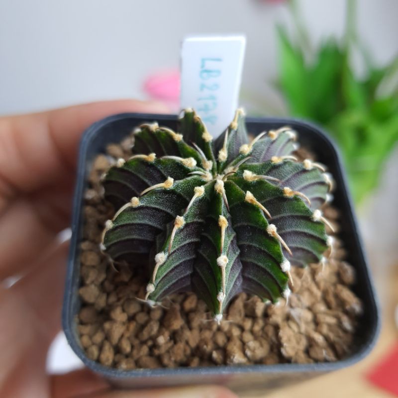 Gymnocalycium LB2178 แท้ 11 พู ไม้เมล็ด ขนาดประมาณ 4 cm. | Shopee Thailand