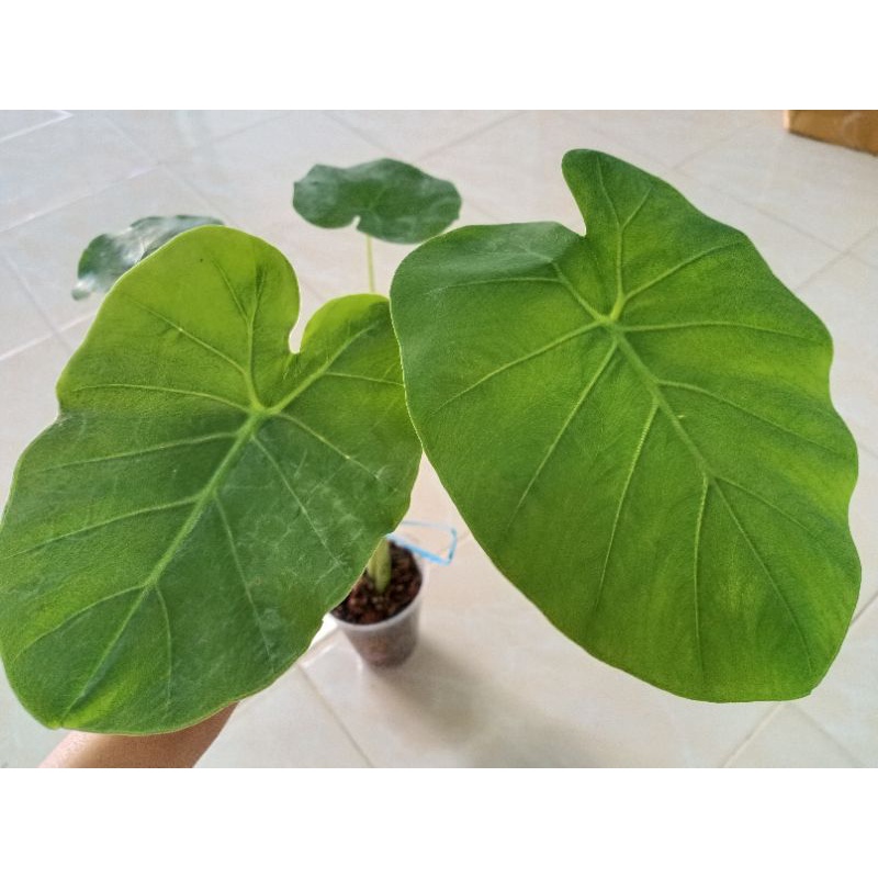 ต้นออดิบ ต้นอ้อดิบ 💥ต้นทูน💥 ต้นคูน หรือตูนลุ้นด่าง (พร้อมปลูก พร้อมส่ง ...