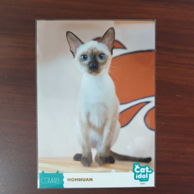 Photoset Cat Idol CGM48 สิตา ฟอร์จูน ออม นีนี่ แองเจิ้ล แชมพู ปีโป้ ไข่ ...