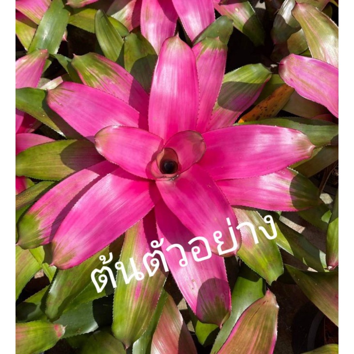 (ลดเพิ่ม 50% สูงสุด 100 ใส่โค้ด INCLV33) สับปะรดสี/Neo.Donna/ไม้สีม่วงสดใส /ส่งแบบถอดรากส่ง ...