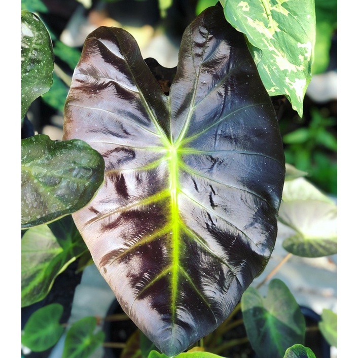 บอนอโลฮา colocasia aloha (รูปแรกตัวอย่างตอนโต) | Shopee Thailand