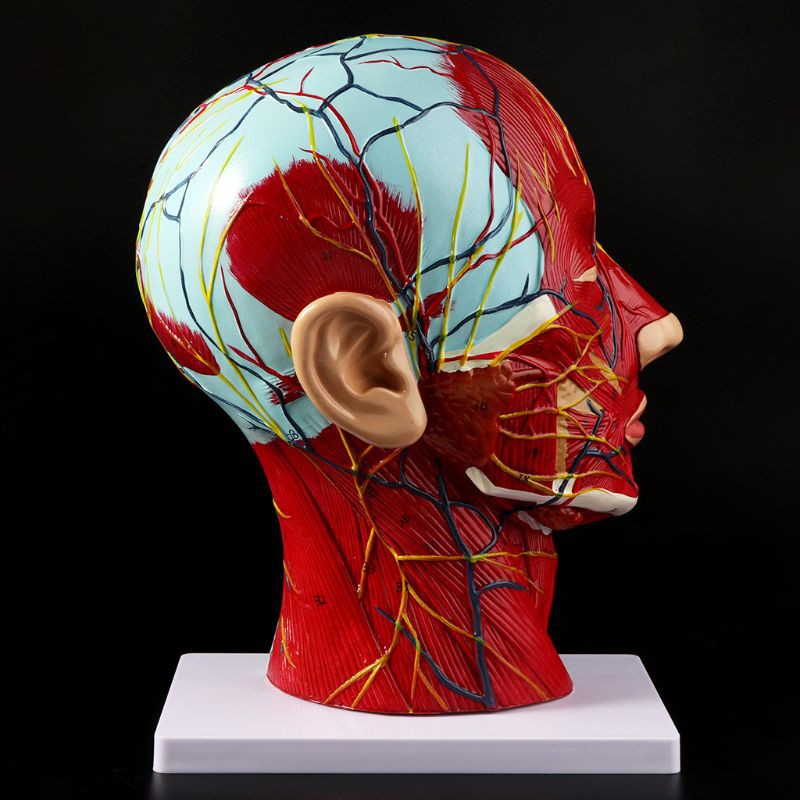 Human Anatomical Half Head Face Anatomy Brain Neck Median Section Study ...