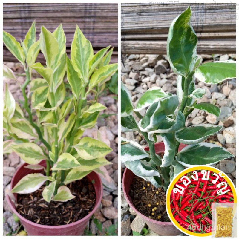 Variegated Devil's Backbone House Plant Live Plant Indoorseeds/通心菜/木瓜 ...