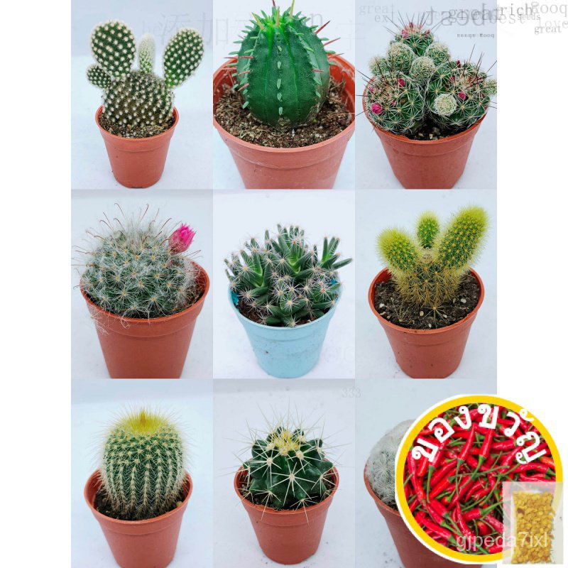 Potting Plant-40type Cactus series live plant cactus succulent 5.5cm ...